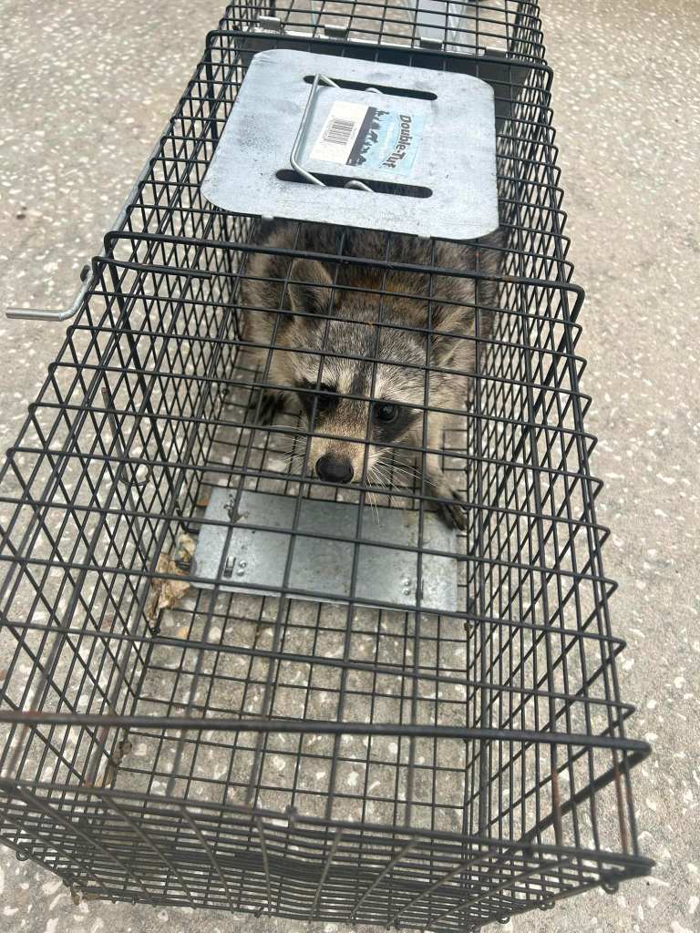 Humane Animal Trapping & Relocation – Martini Pest Services LLC